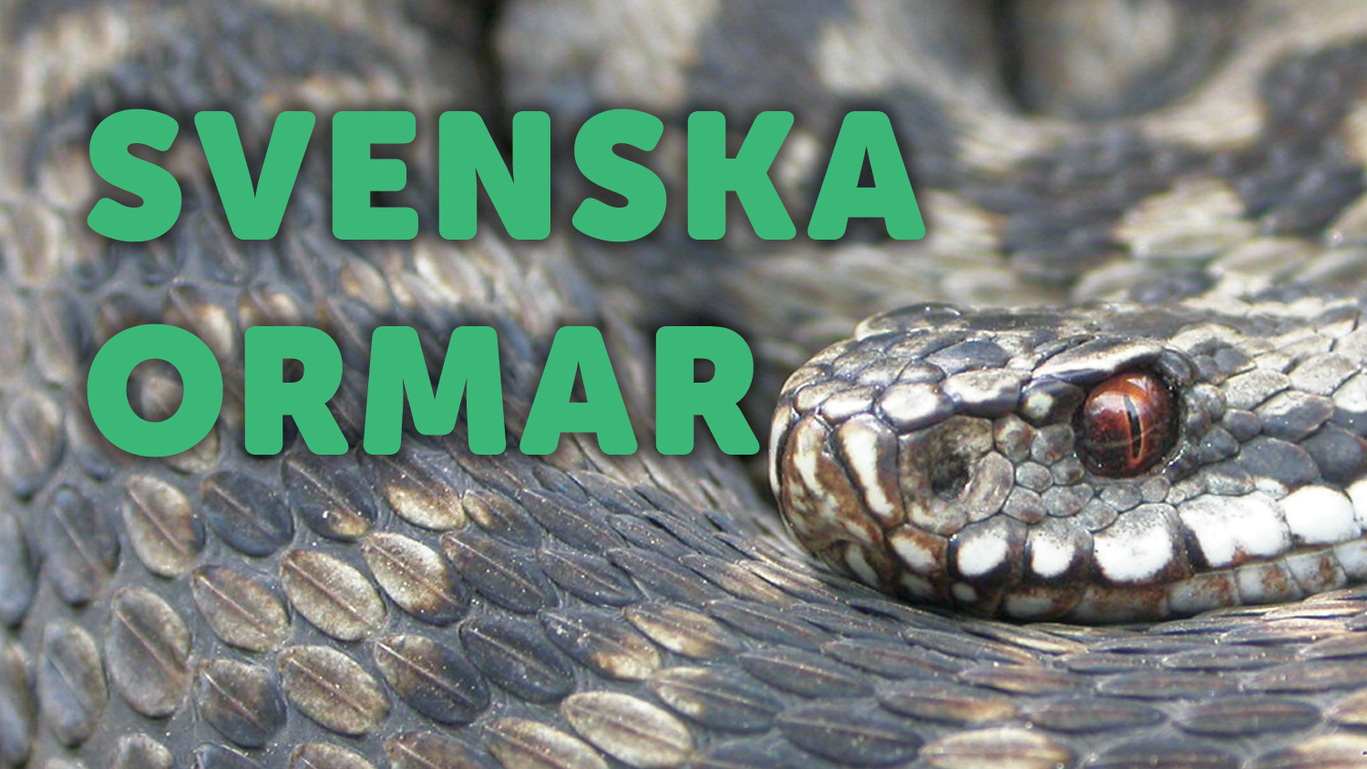 Play / Svenska ormar